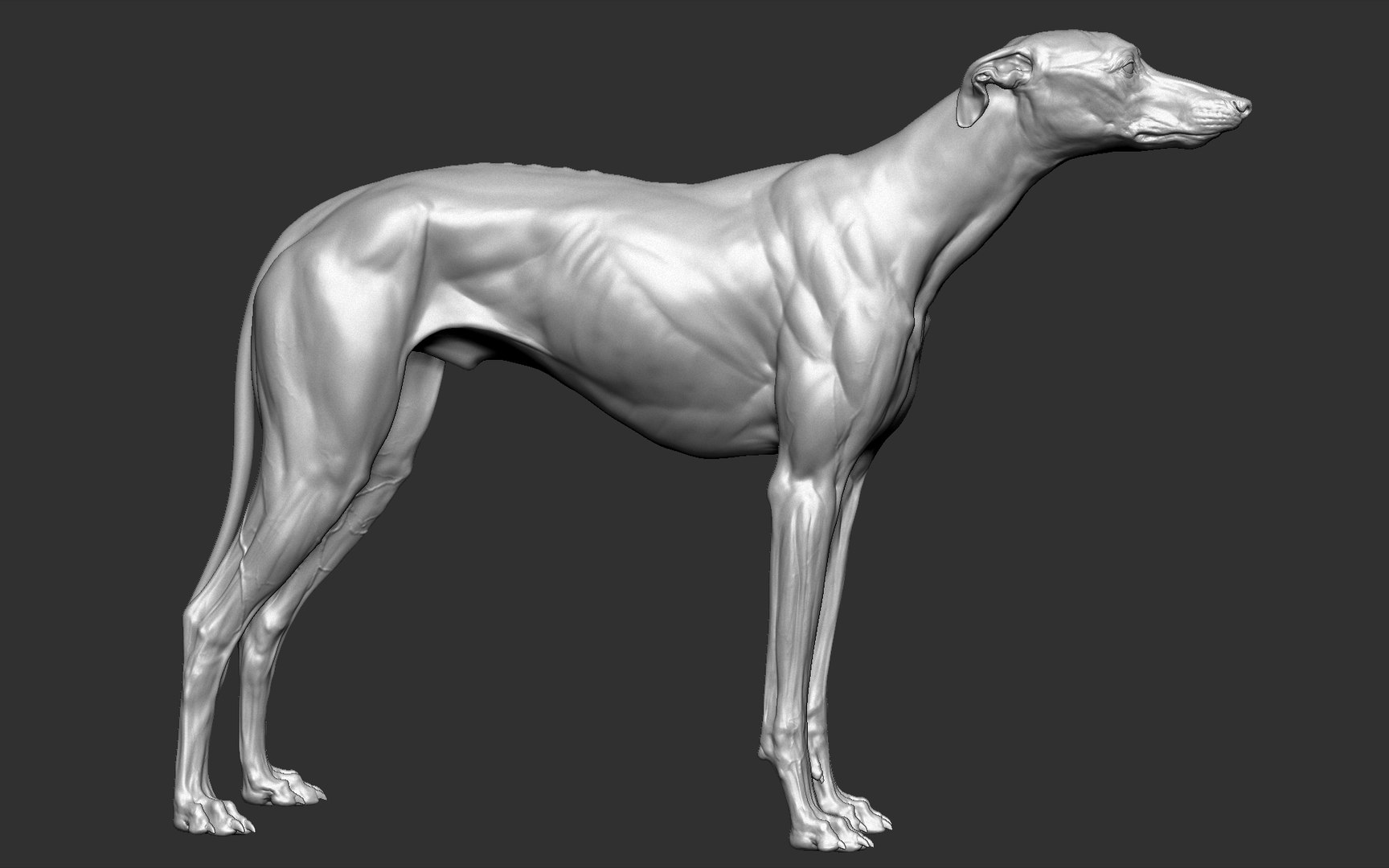 3D greyhound dog vfx zbrush model - TurboSquid 1450126