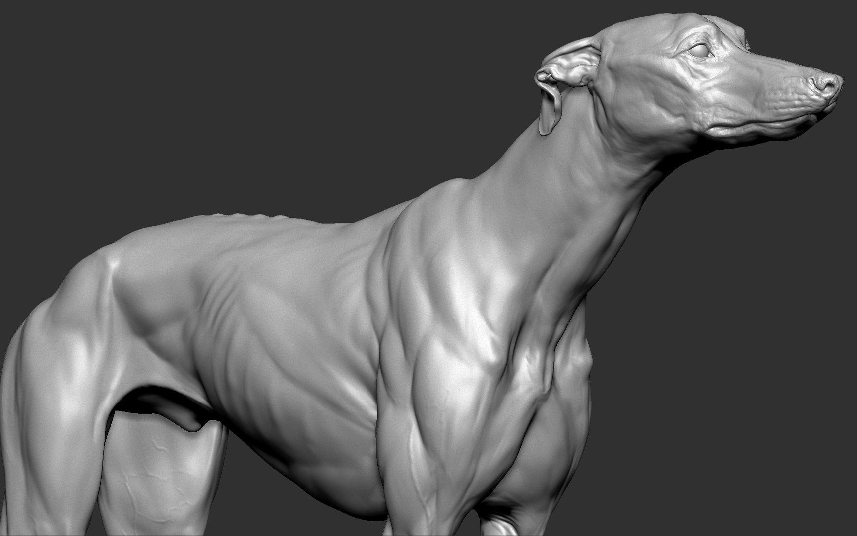 3D greyhound dog vfx zbrush model - TurboSquid 1450126