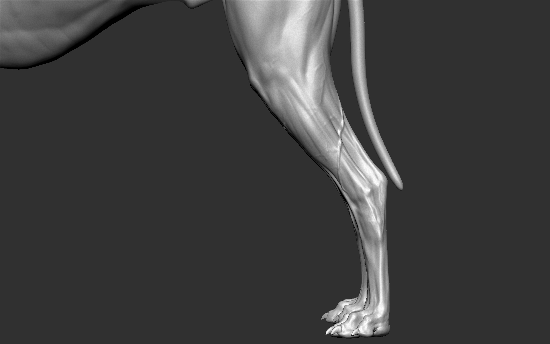 3D greyhound dog vfx zbrush model - TurboSquid 1450126