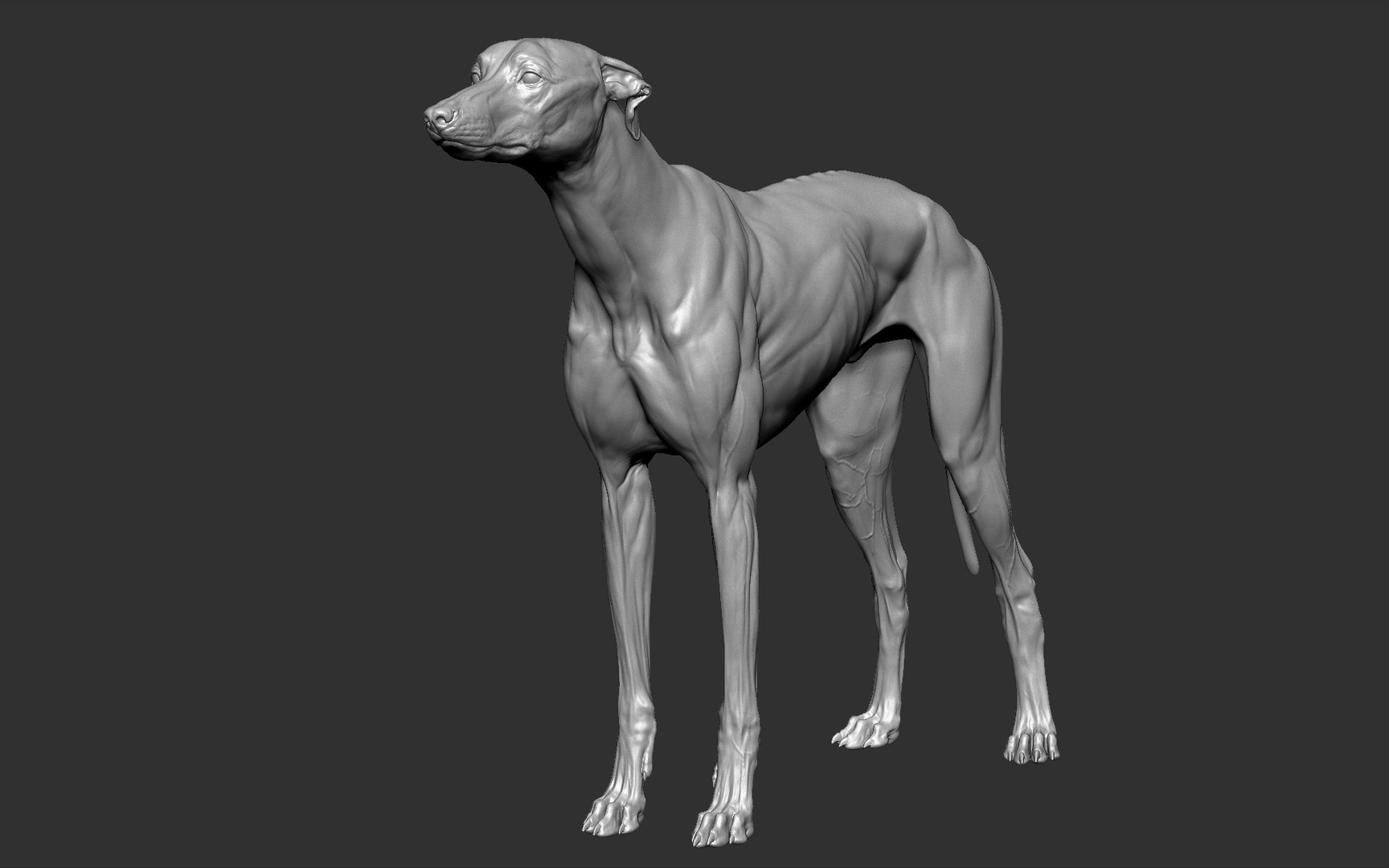 3D greyhound dog vfx zbrush model - TurboSquid 1450126
