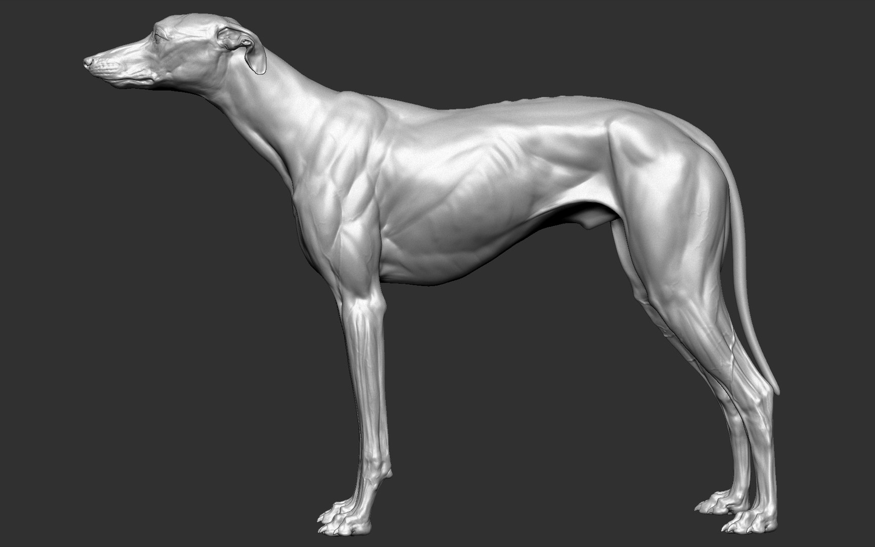 3D greyhound dog vfx zbrush model - TurboSquid 1450126