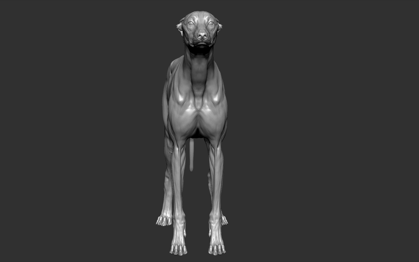 3D greyhound dog vfx zbrush model - TurboSquid 1450126