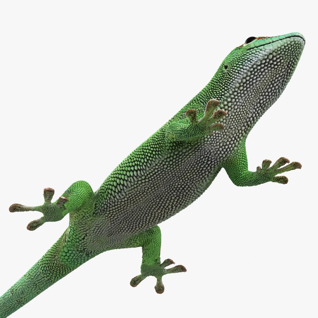 Gecko Lizard 3d Model