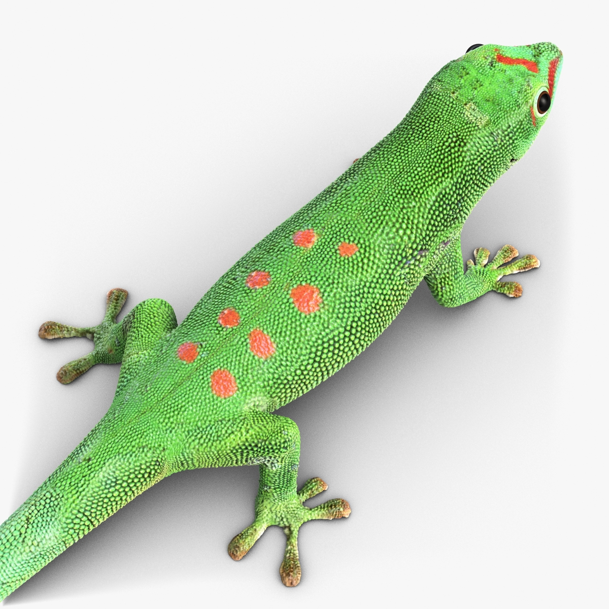 gecko lizard 3d model