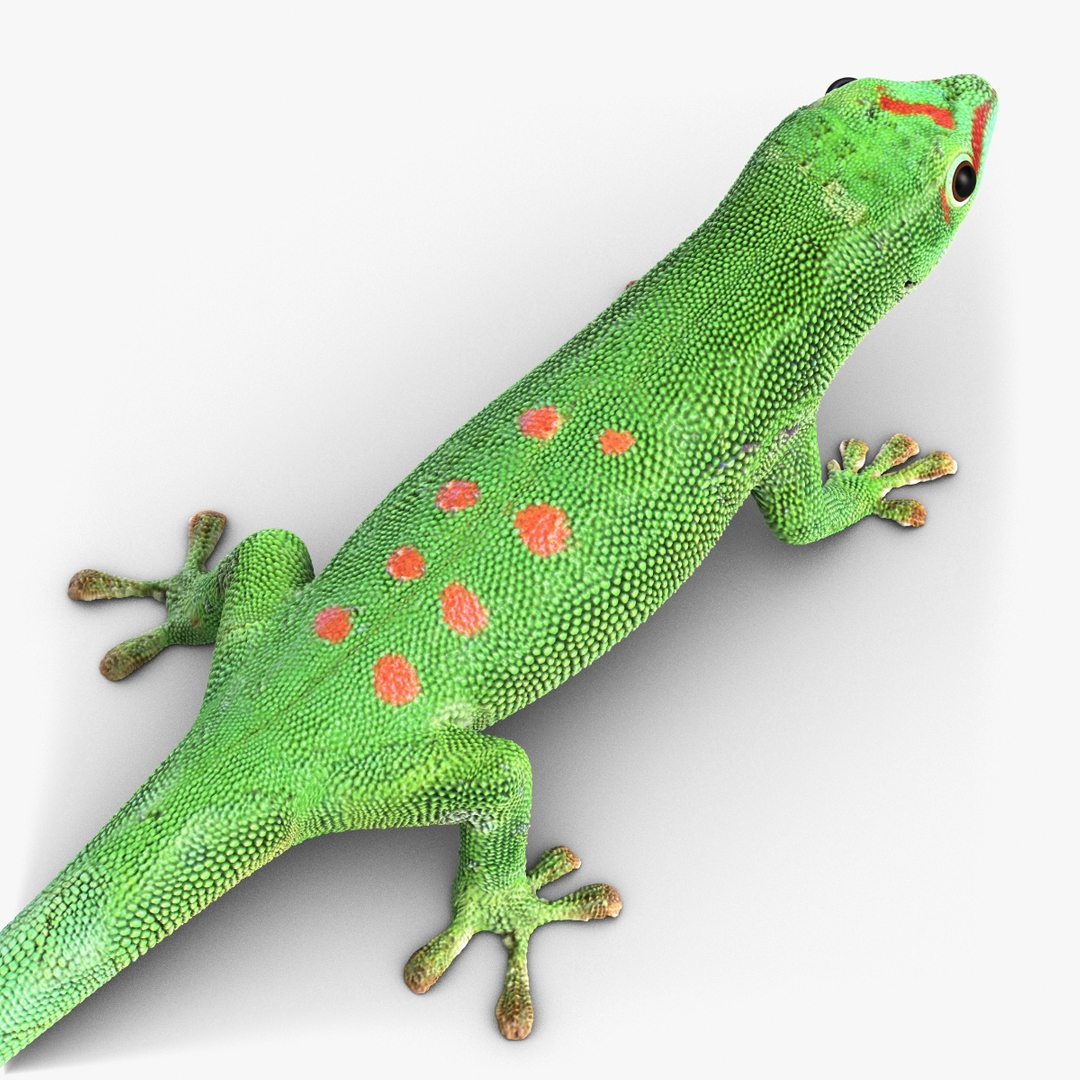 gecko lizard 3d model