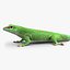 Gecko Lizard 3d Model