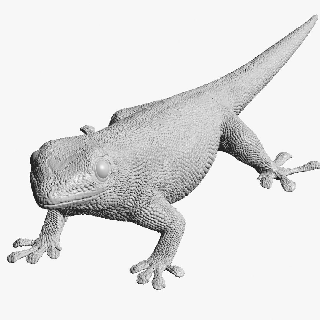 Gecko Lizard 3d Model