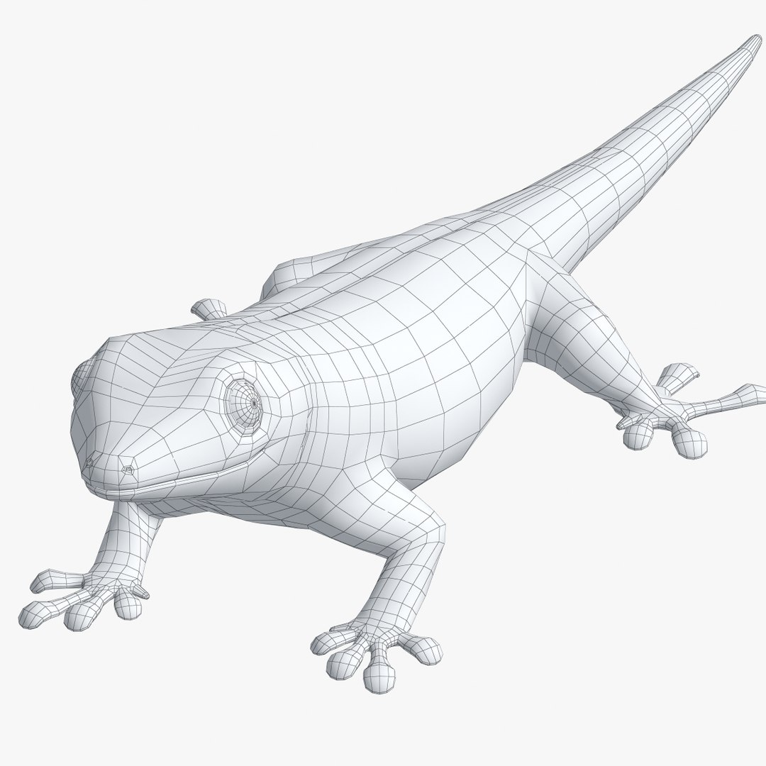Gecko Lizard 3d Model