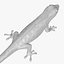 Gecko Lizard 3d Model