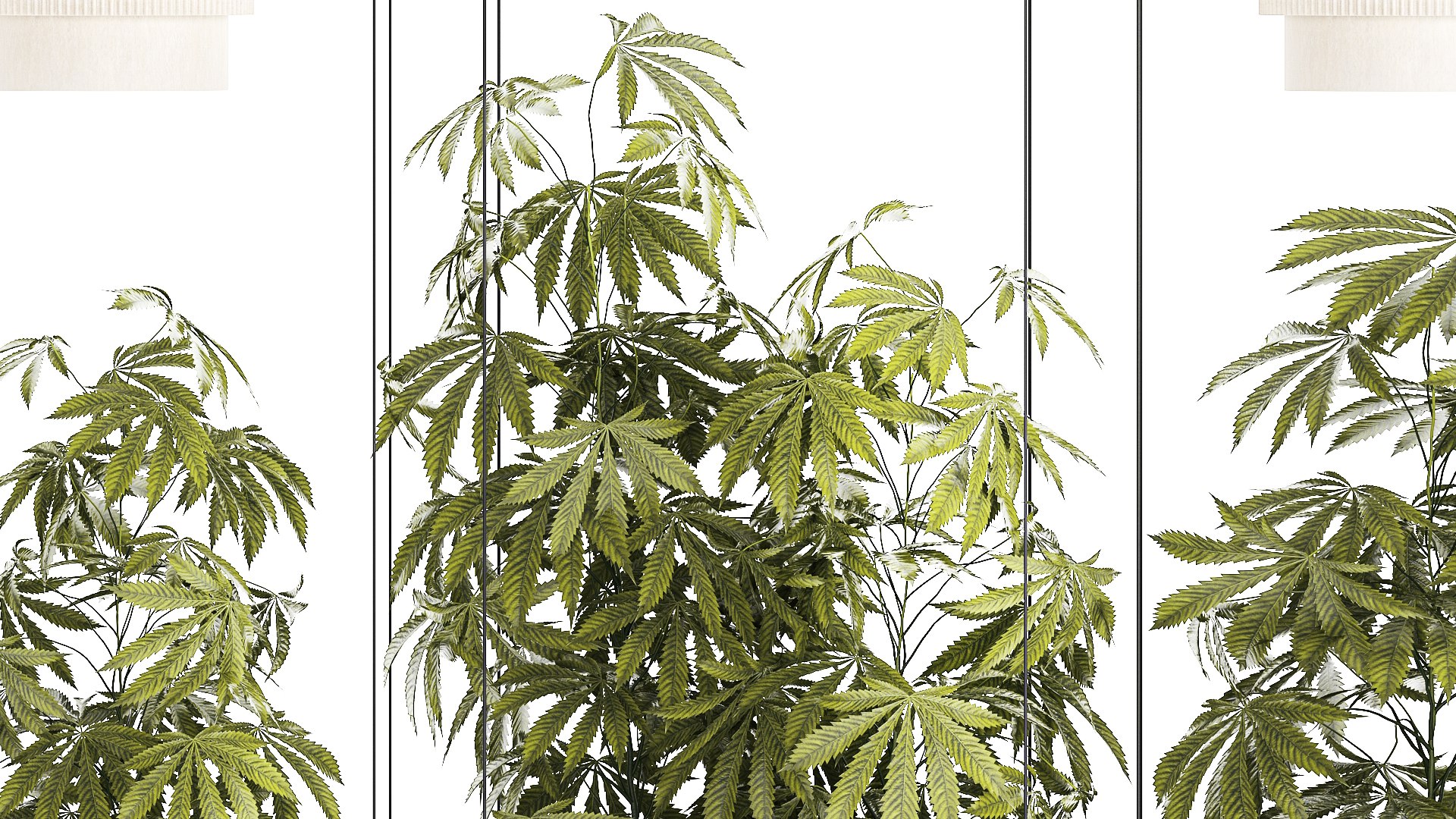3D Garden Shelf Of Bushes Hemp Marijuana Cannabis - TurboSquid 2141042