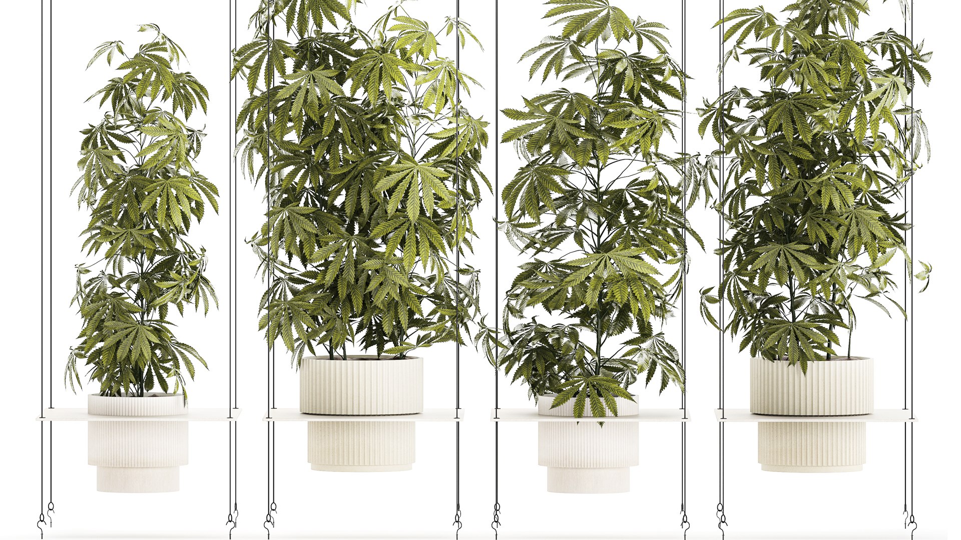 3D Garden Shelf Of Bushes Hemp Marijuana Cannabis - TurboSquid 2141042