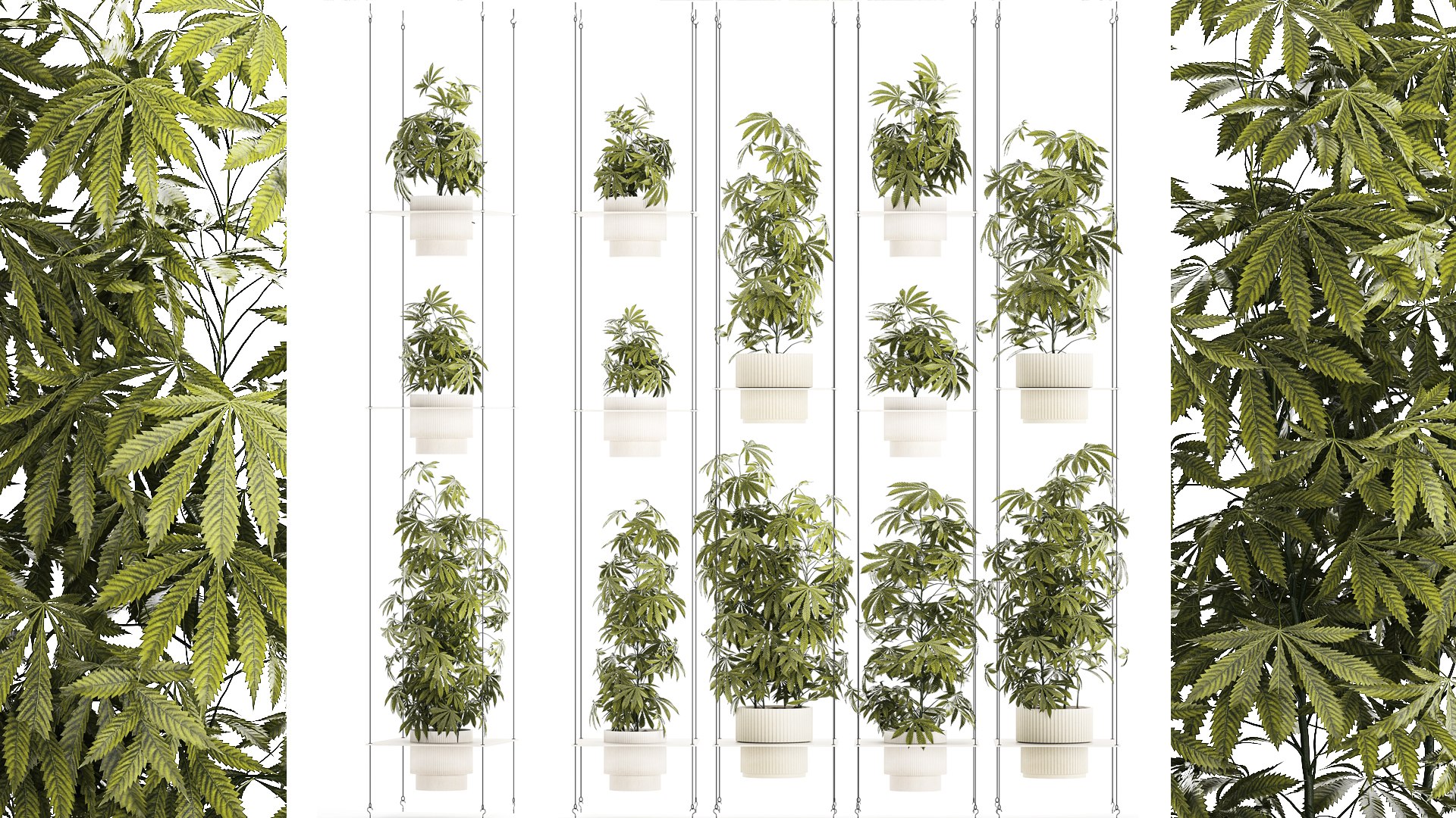 3D Garden Shelf Of Bushes Hemp Marijuana Cannabis - TurboSquid 2141042
