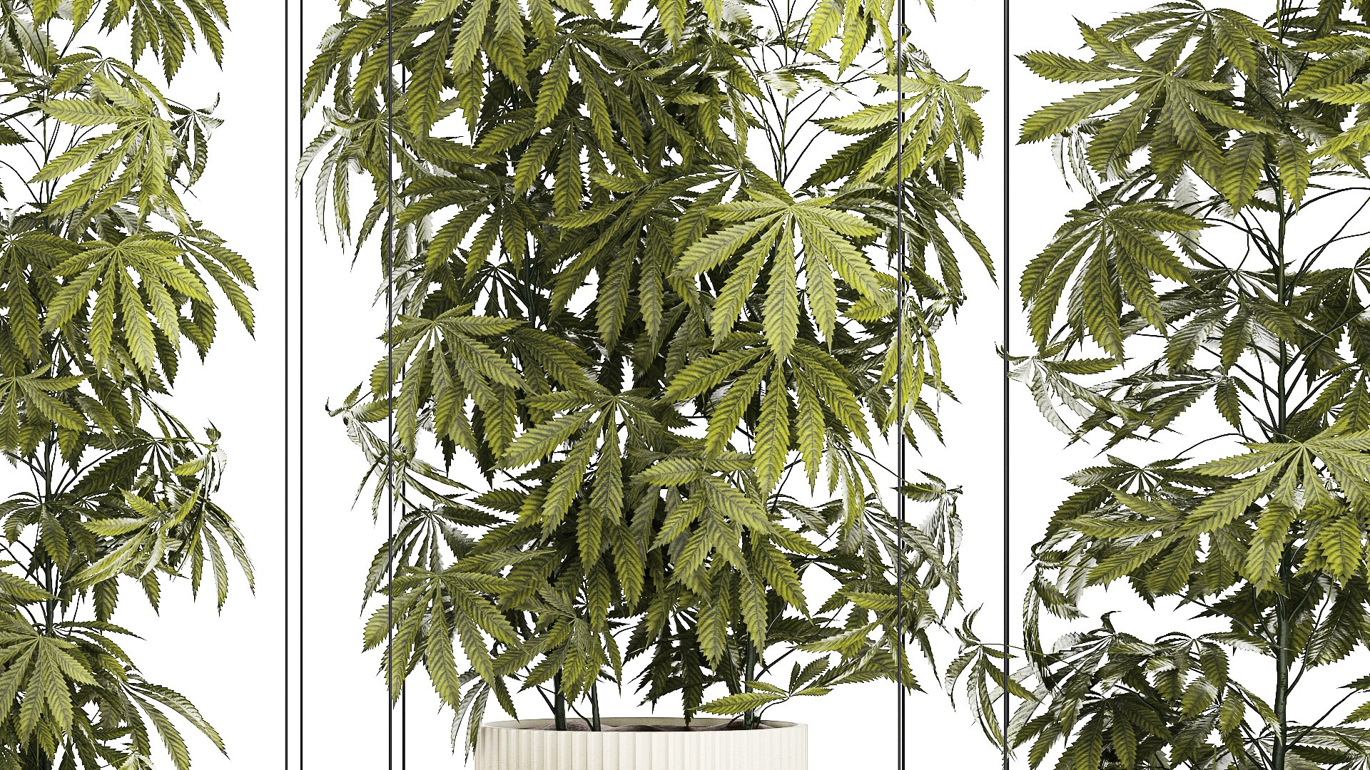 3D Garden shelf Of Bushes Hemp Marijuana Cannabis - TurboSquid 2141042