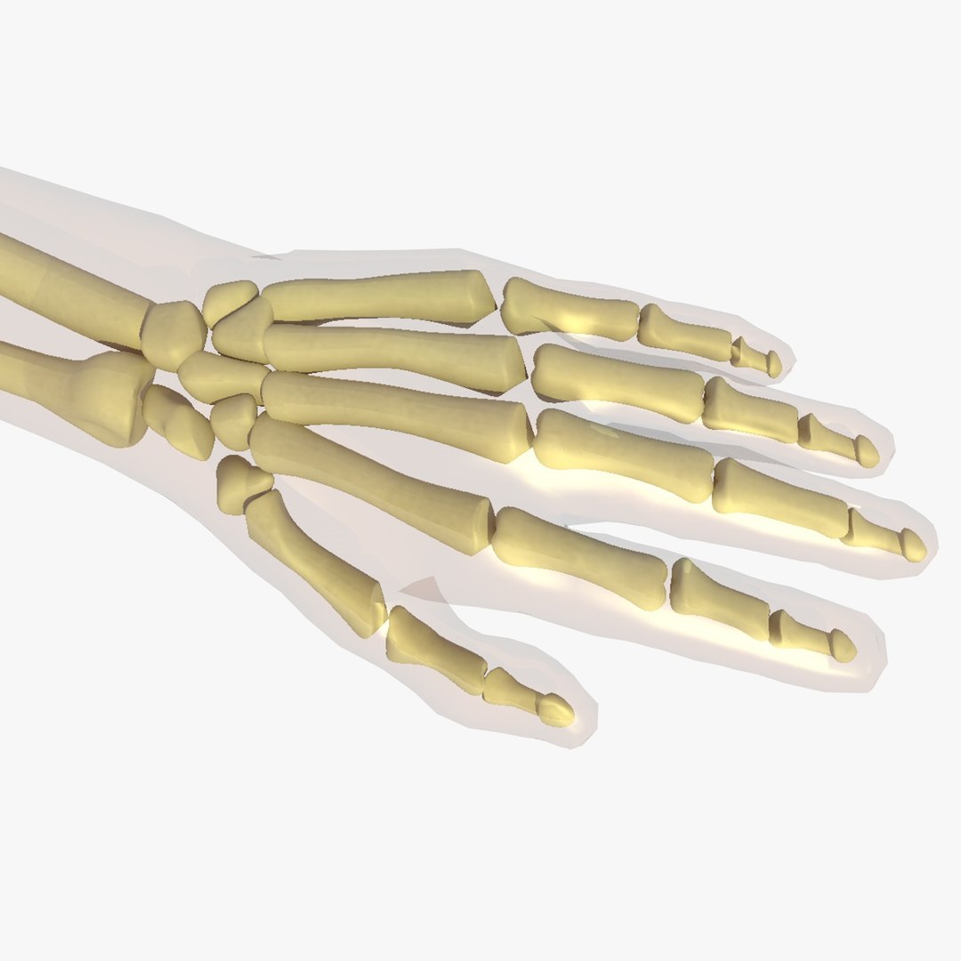 Male Arm Hand Skeleton Anatomy 3d Model