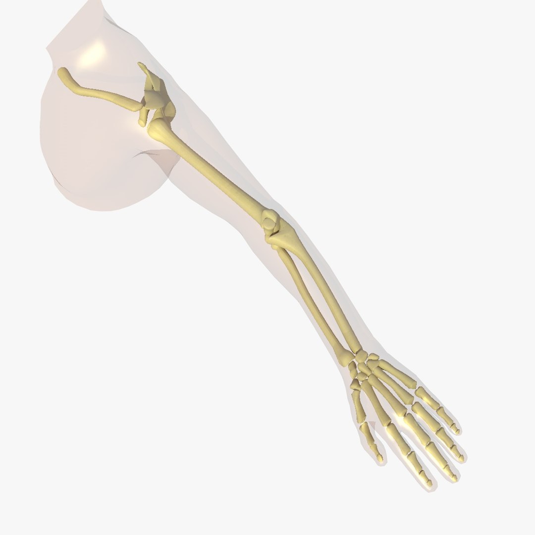 Male Arm Hand Skeleton Anatomy 3d Model