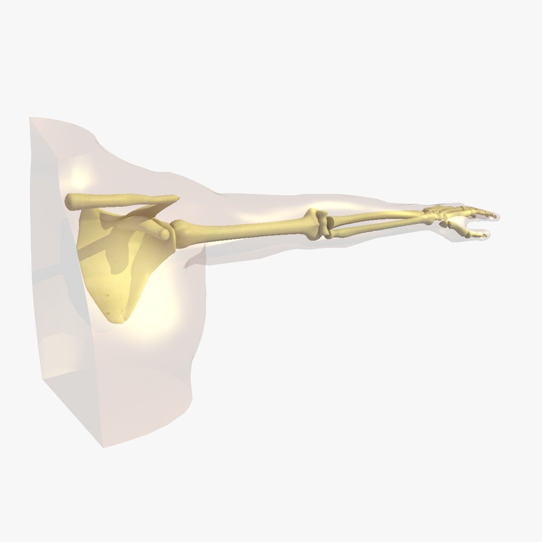 Male Arm Hand Skeleton Anatomy 3d Model
