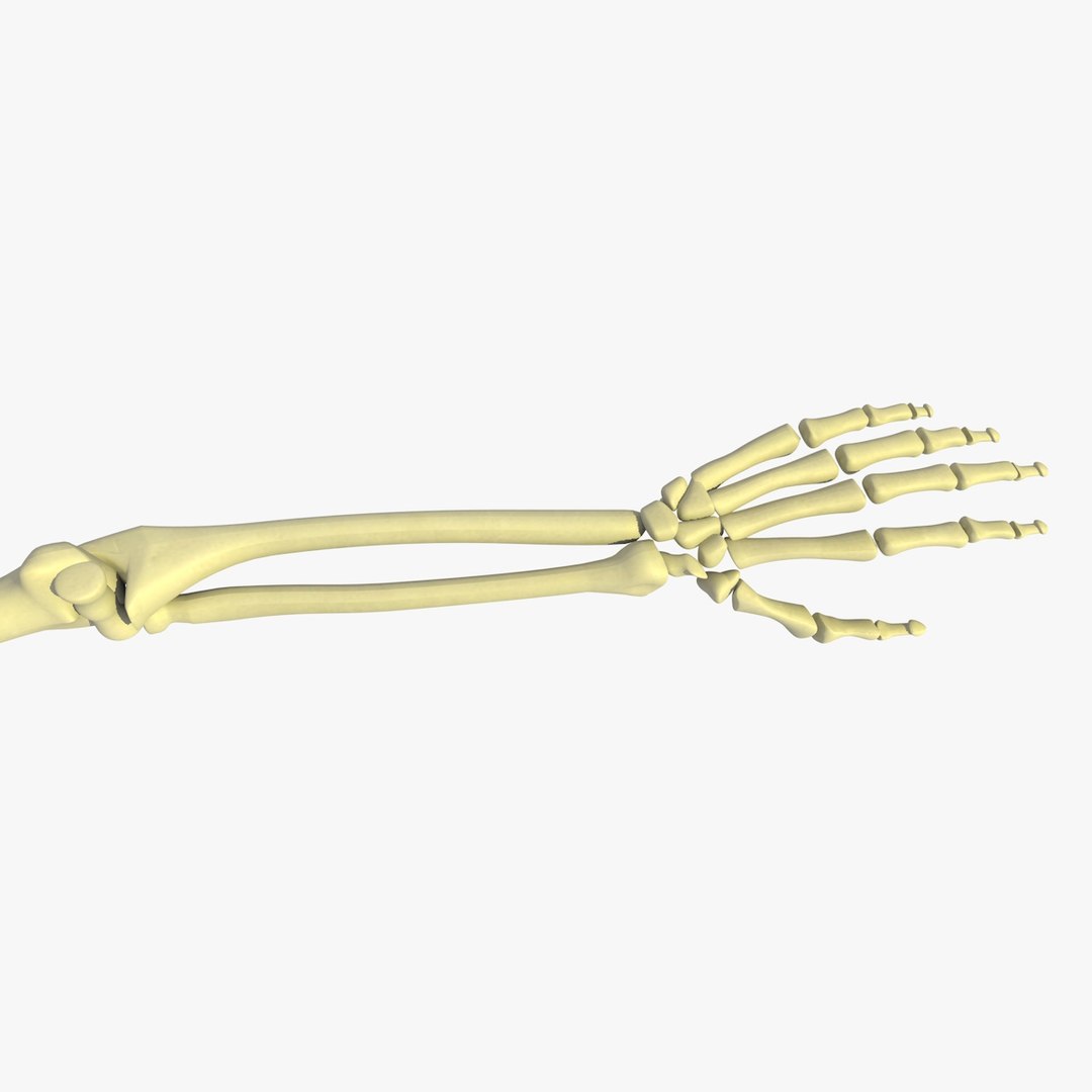 Male Arm Hand Skeleton Anatomy 3d Model