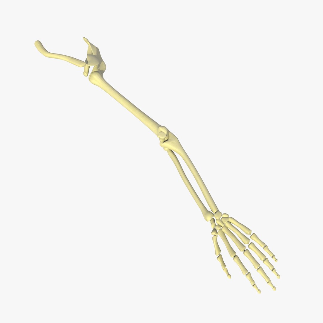 Male Arm Hand Skeleton Anatomy 3d Model