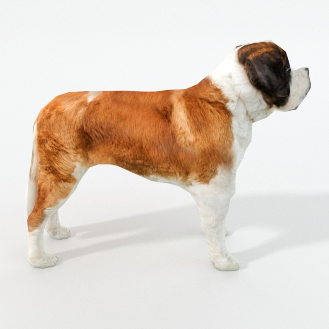 Saint Bernard 3D Model - TurboSquid 1400182