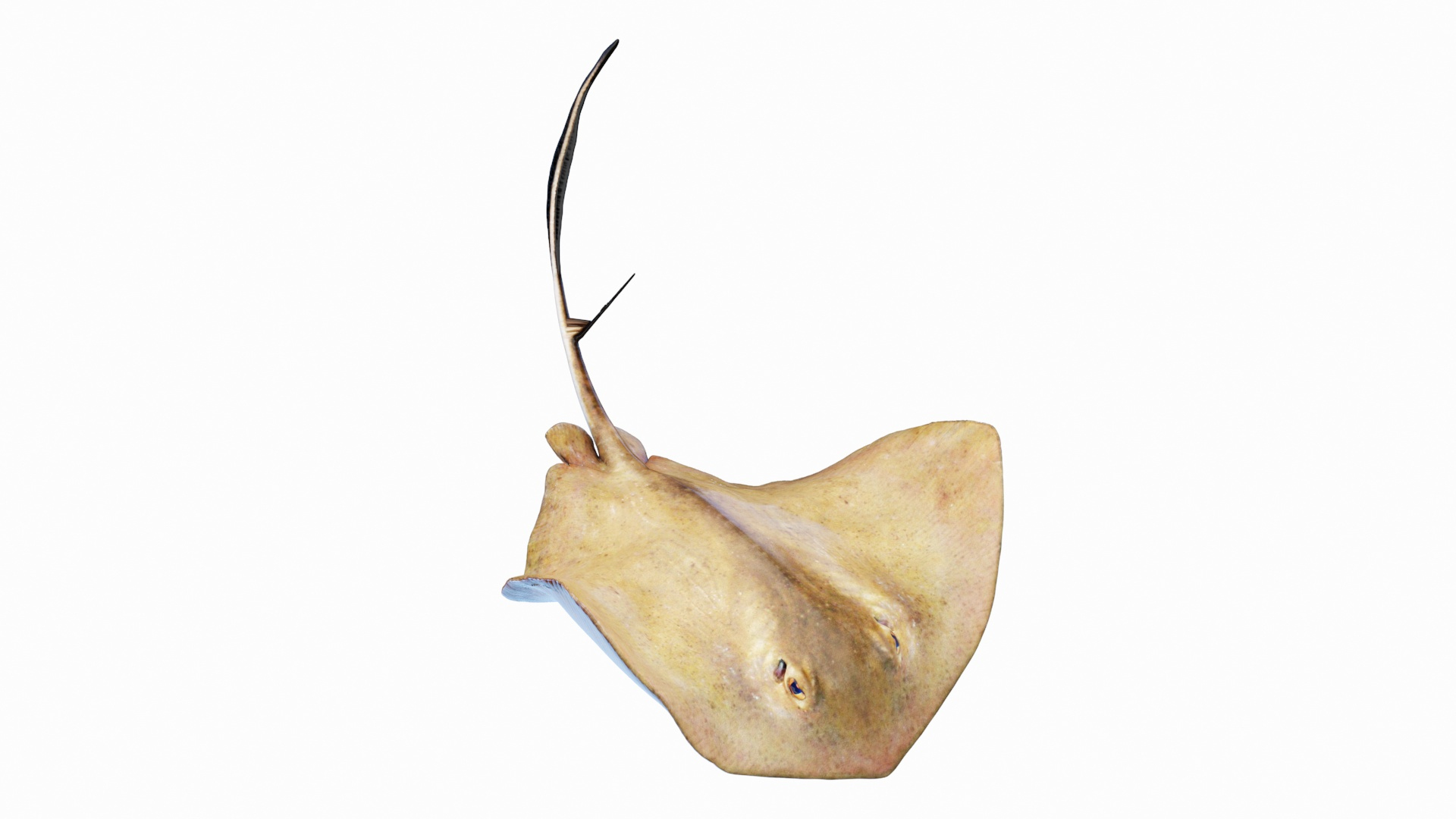 modelo 3d Mantarraya animada - TurboSquid 2149714