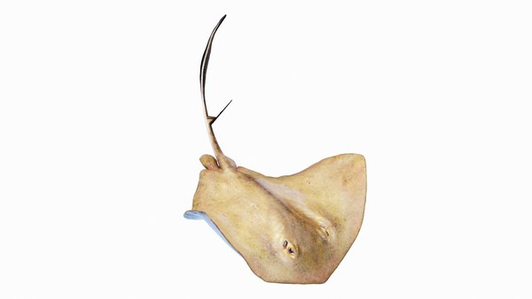 modelo 3d Mantarraya animada - TurboSquid 2149714