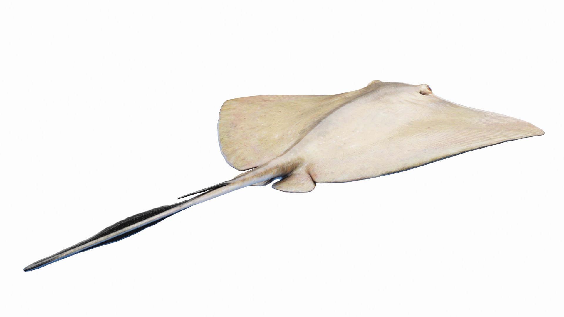 3D Model Stingray Animated - TurboSquid 2149714