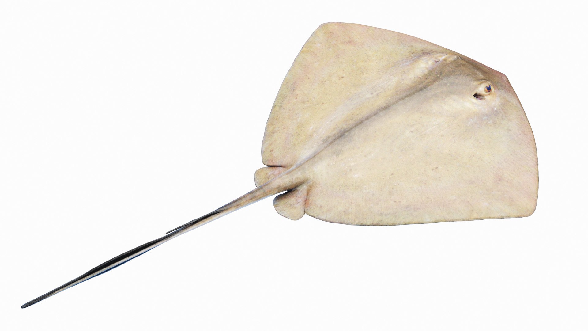 3D Model Stingray Animated - TurboSquid 2149714