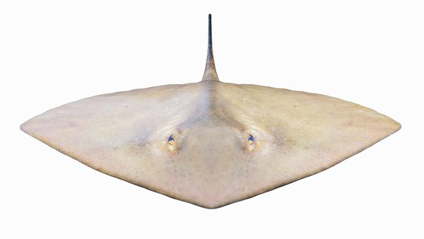 modelo 3d Mantarraya animada - TurboSquid 2149714