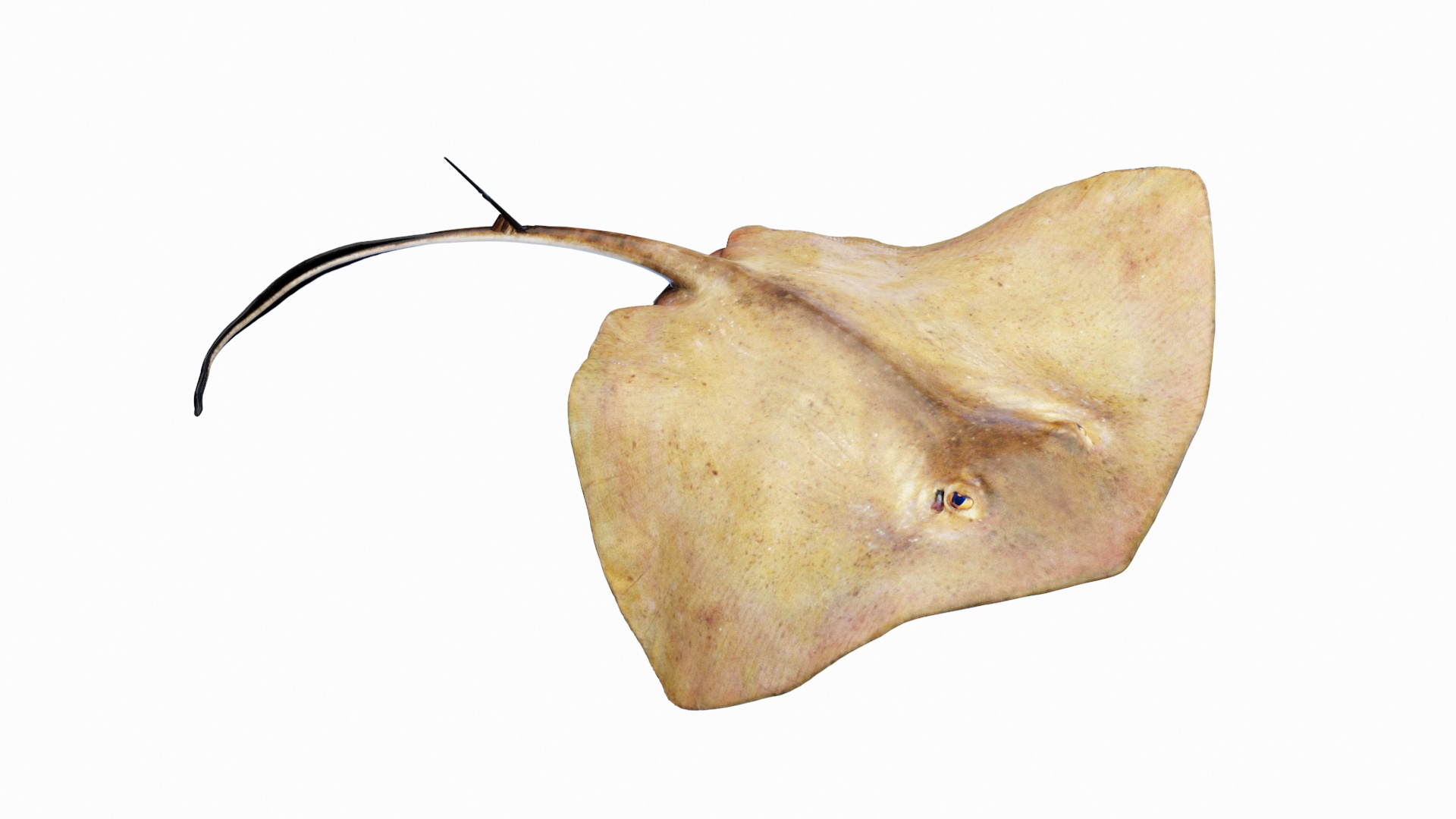 modelo 3d Mantarraya animada - TurboSquid 2149714