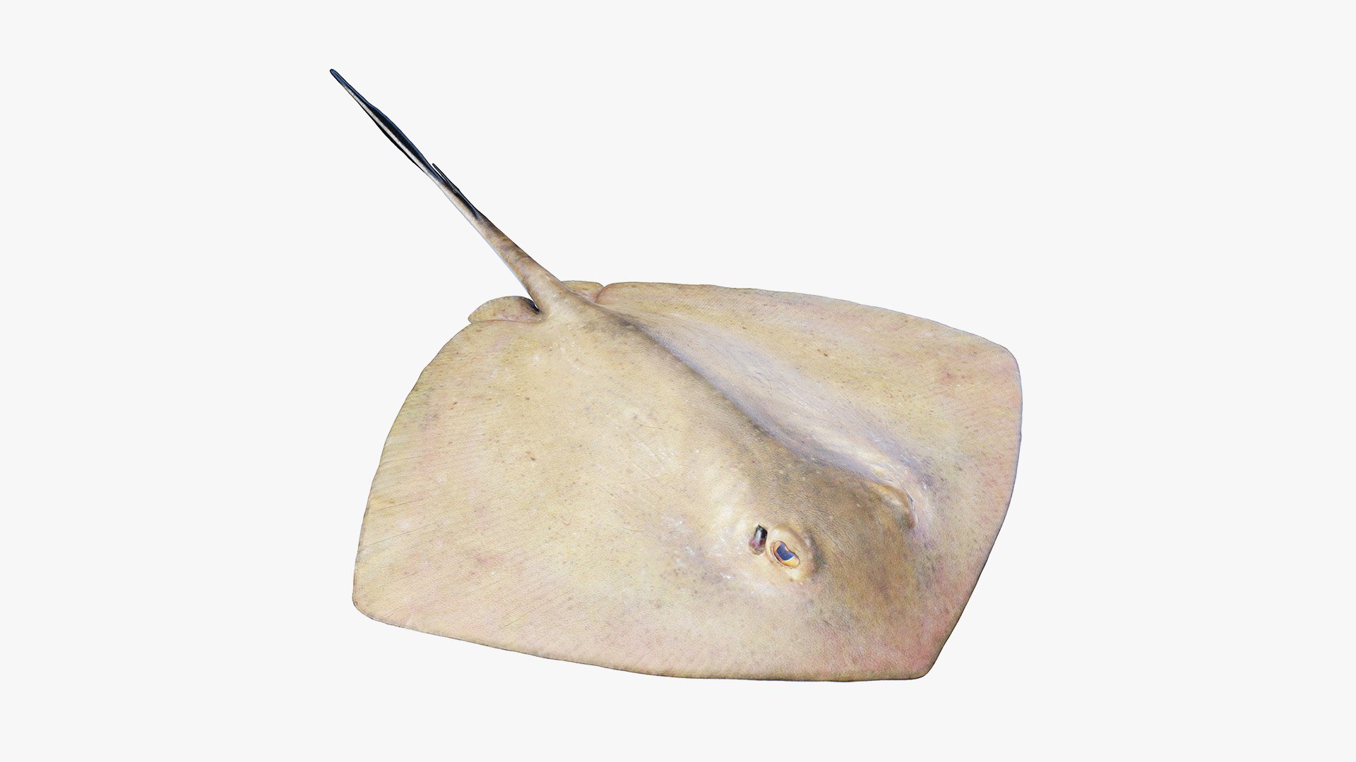 3D model Stingray Animated - TurboSquid 2149714