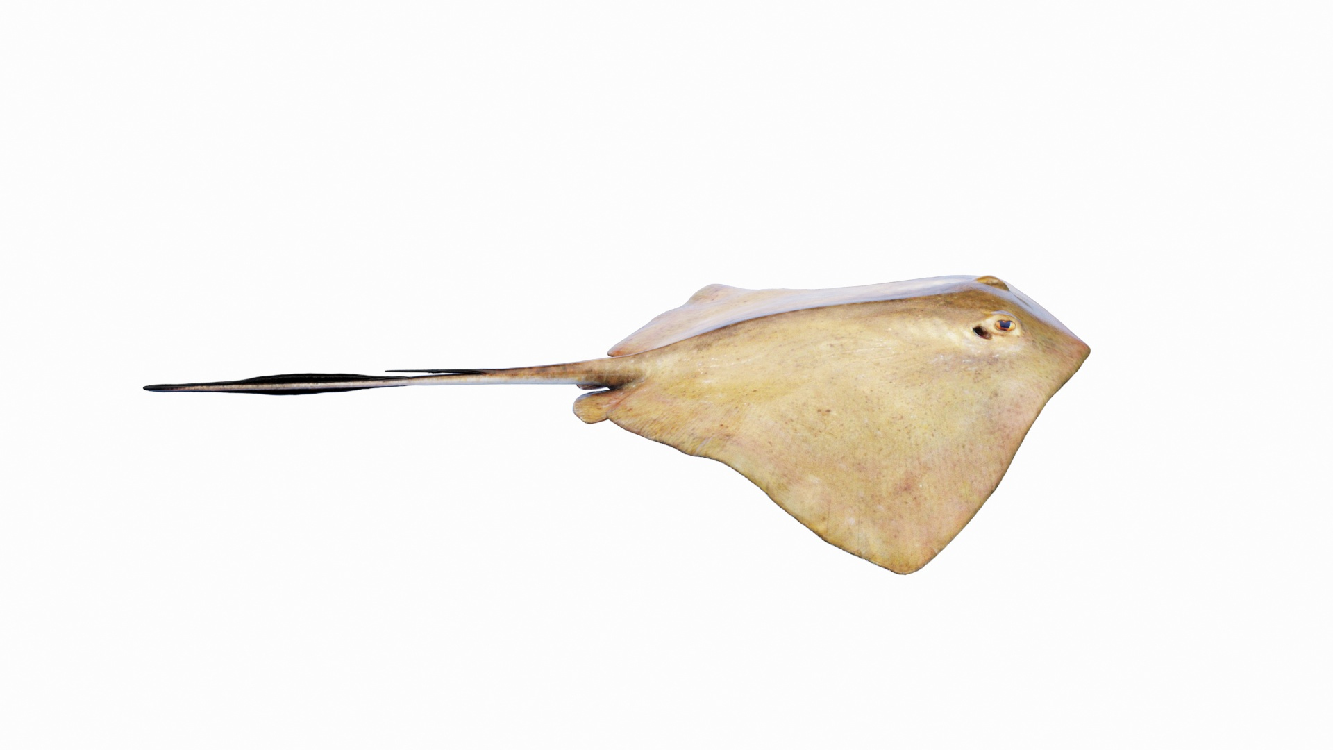3D Model Stingray Animated - TurboSquid 2149714