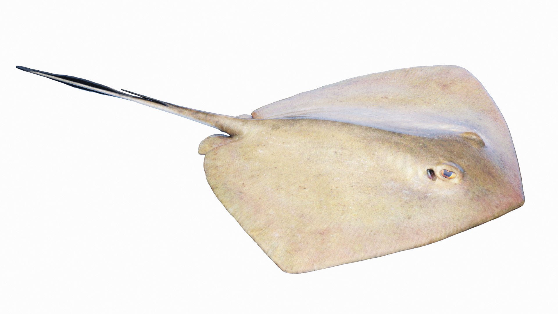 3D Model Stingray Animated - TurboSquid 2149714