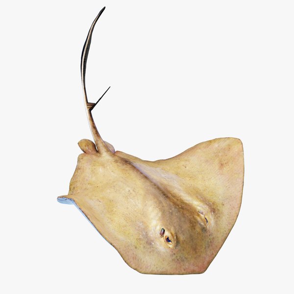 modelo 3d Mantarraya animada - TurboSquid 2149714