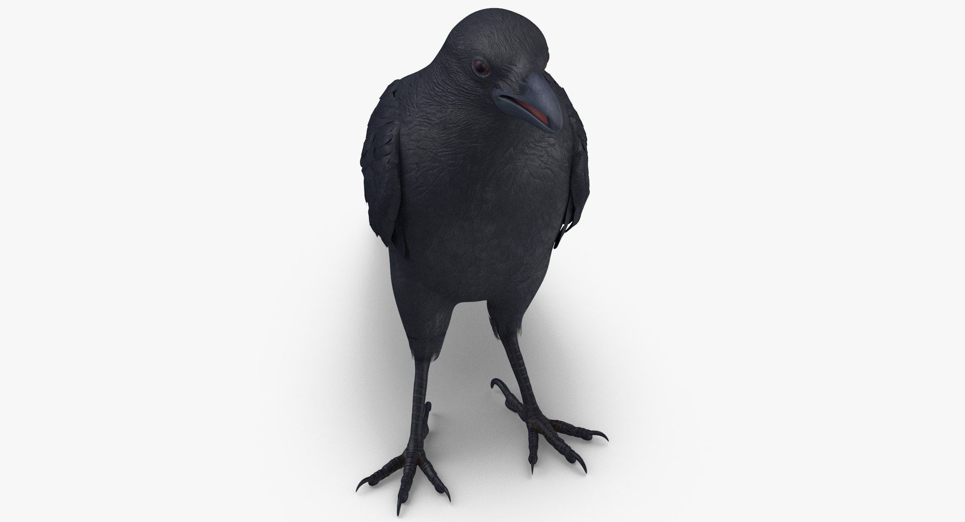 crow 01 3d model