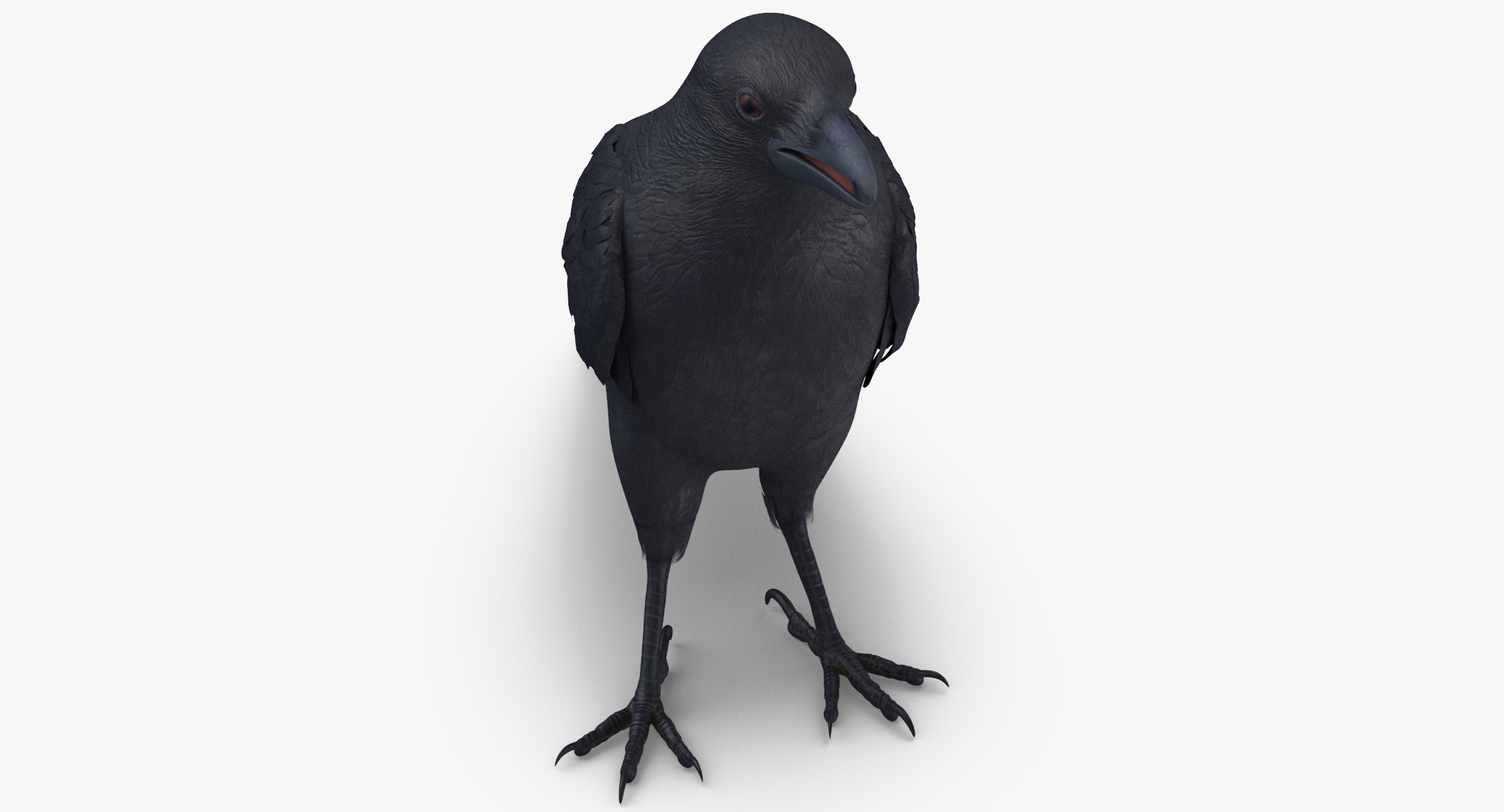 crow 01 3d model