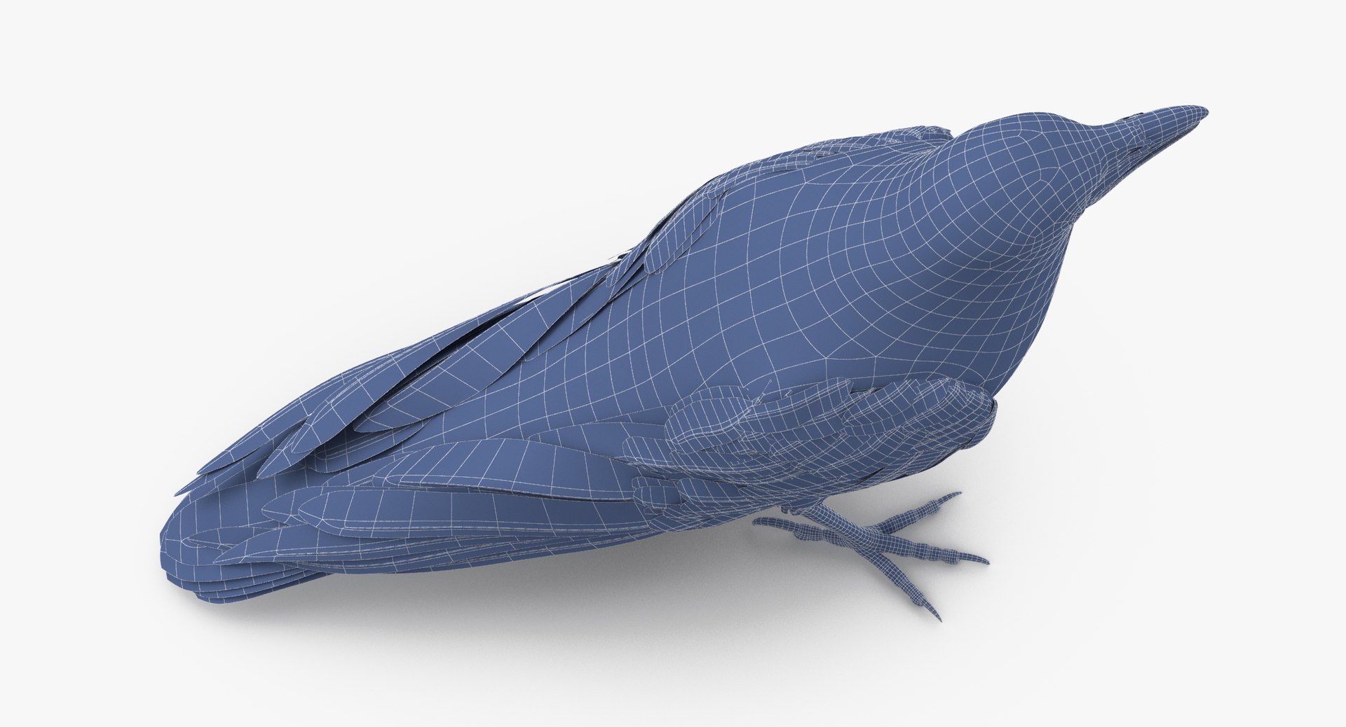 crow 01 3d model