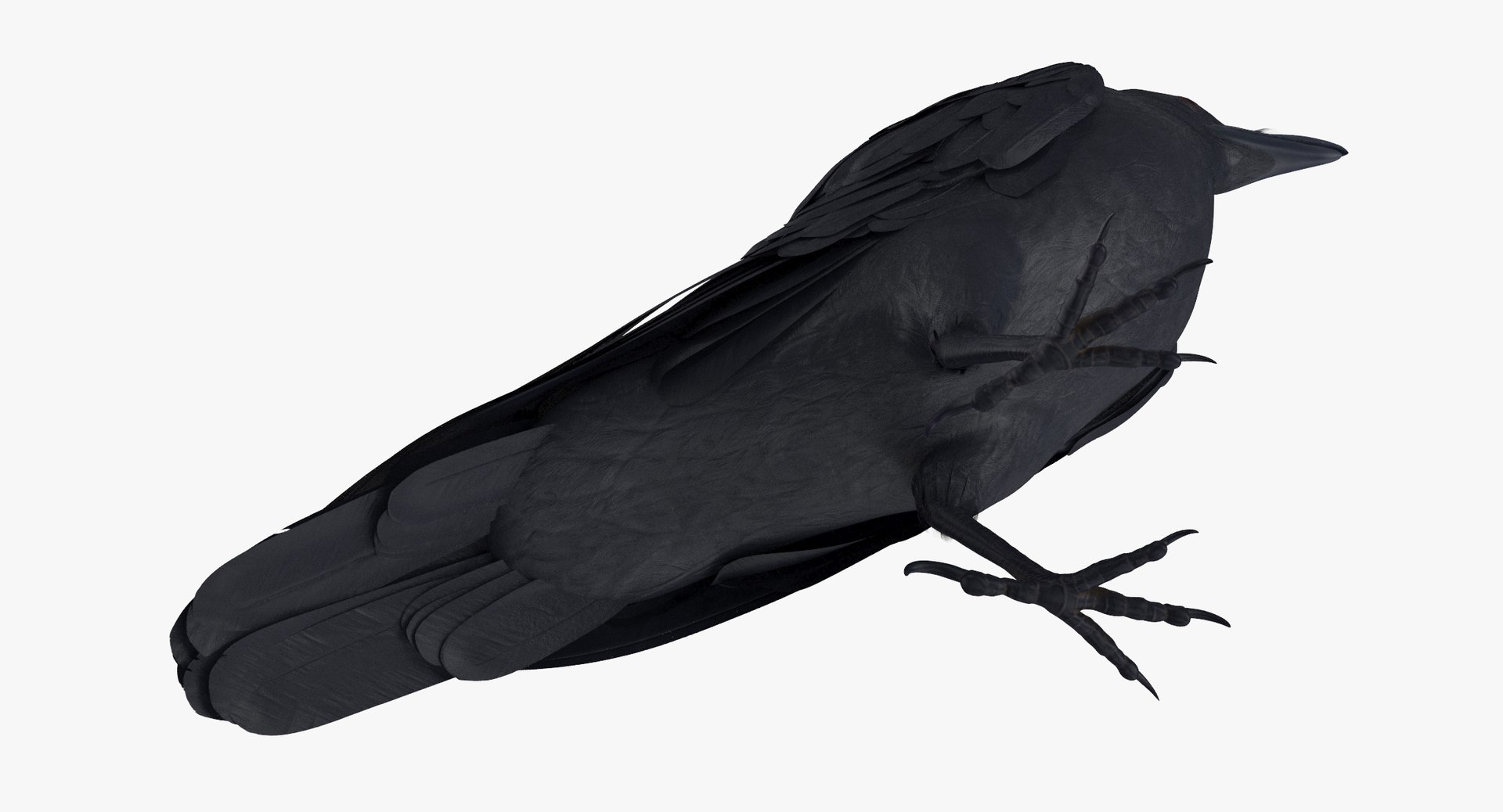 crow 01 3d model