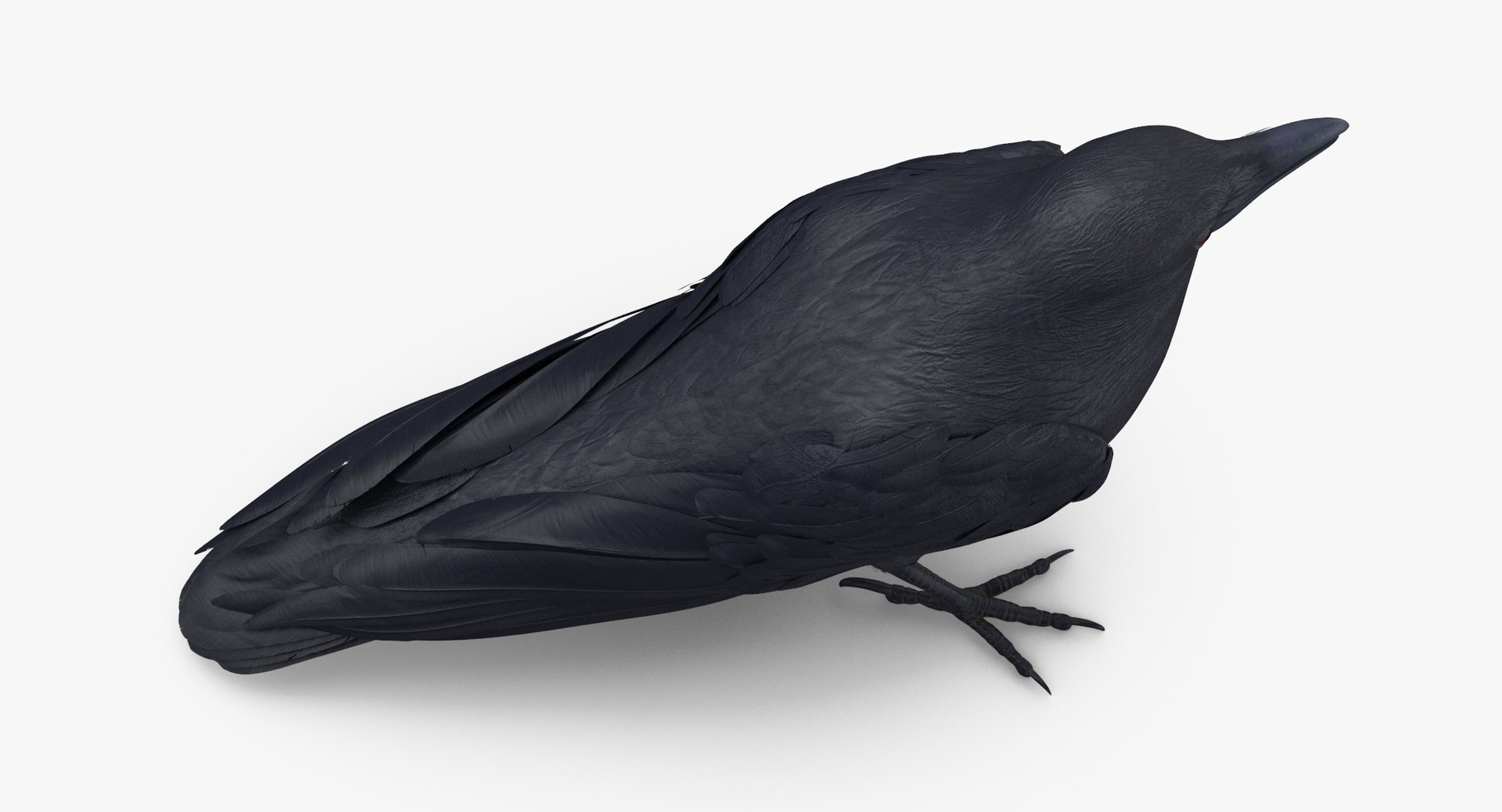 crow 01 3d model