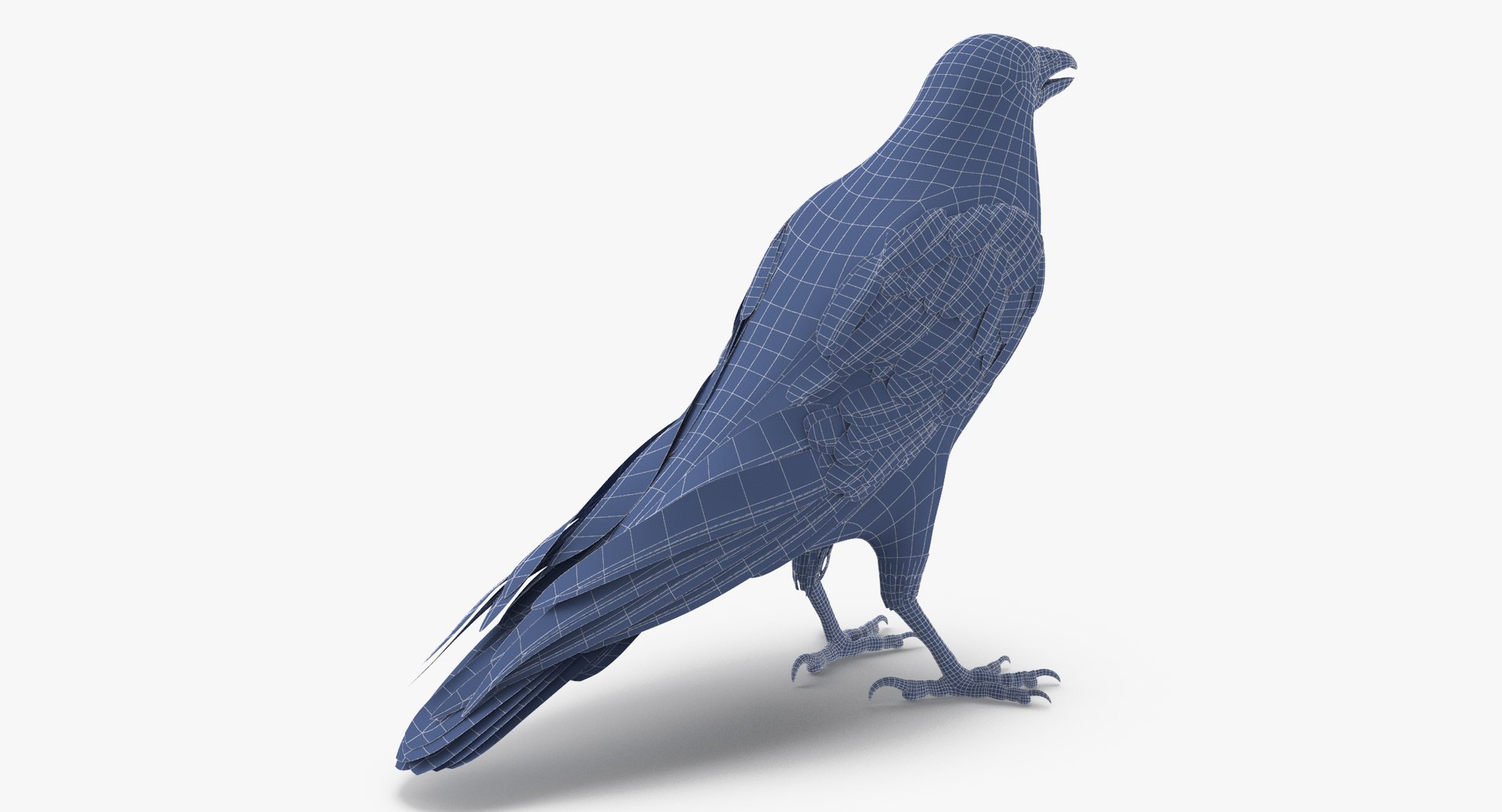 crow 01 3d model