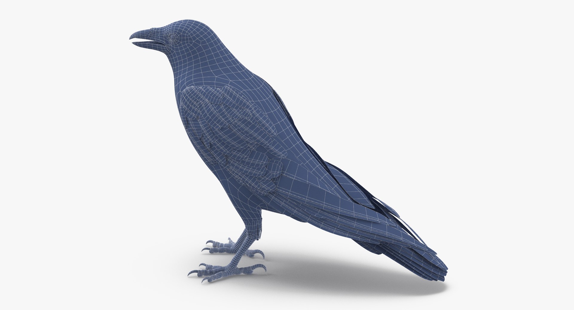 crow 01 3d model