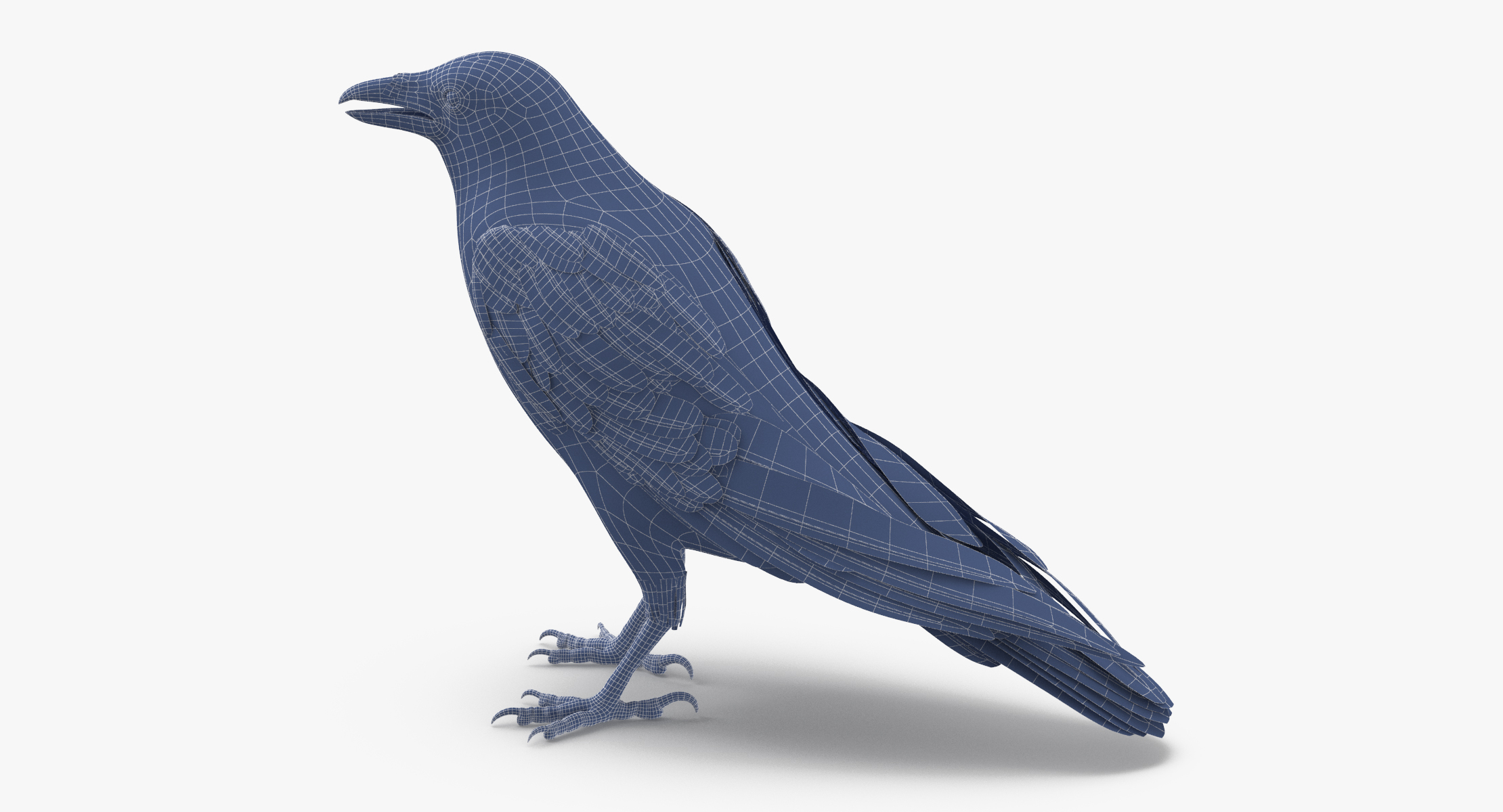 crow 01 3d model