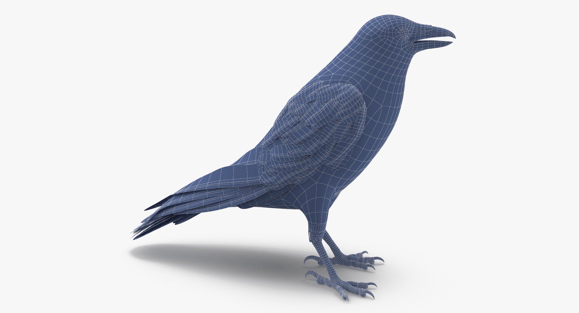 crow 01 3d model