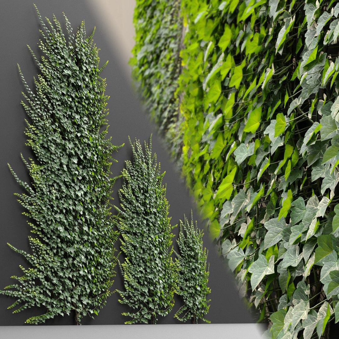 3D ivy model - TurboSquid 1693059