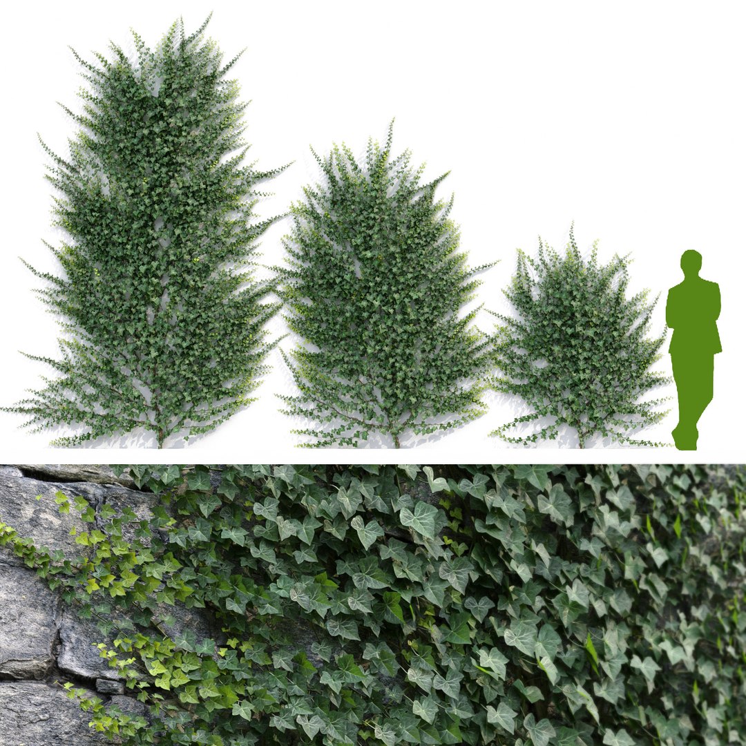 3D ivy model - TurboSquid 1693059