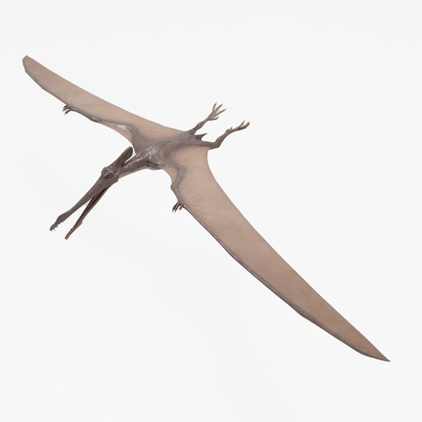 3D Maaradactylus Models | TurboSquid