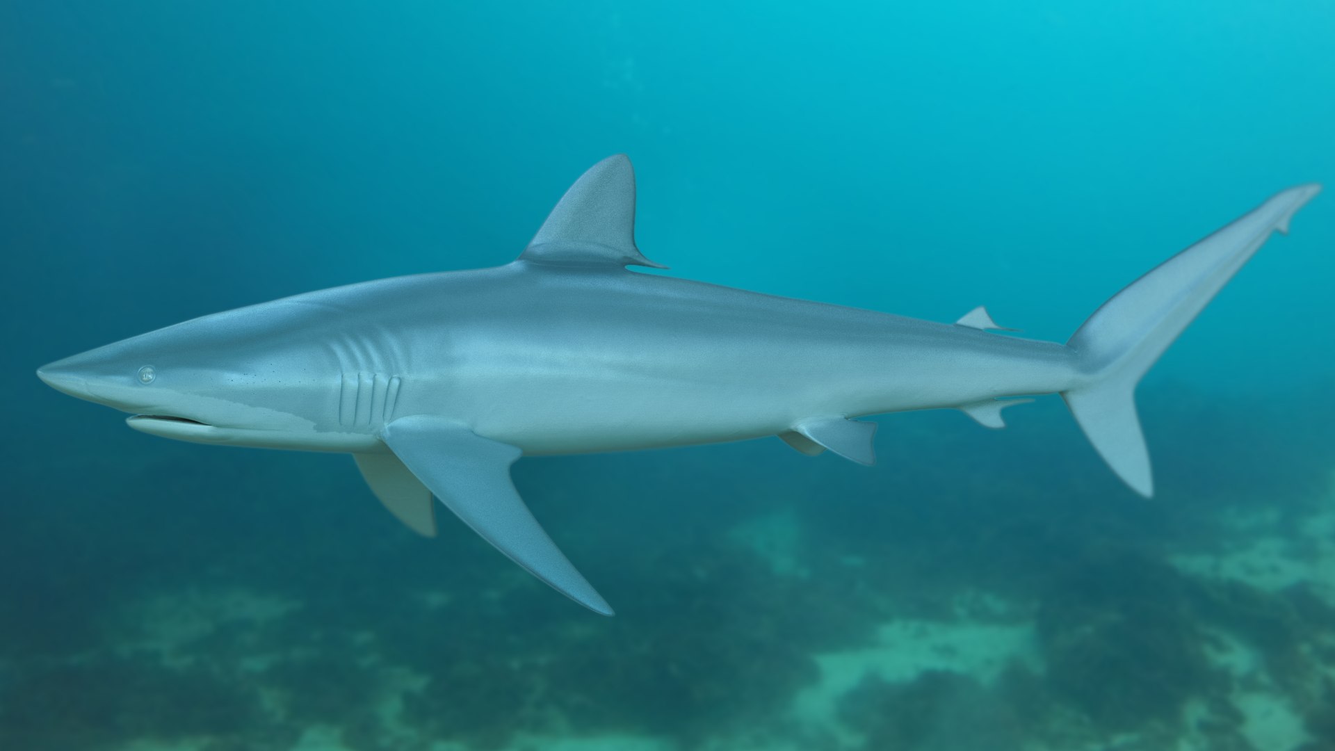 3D Model Silky Shark - TurboSquid 1772075
