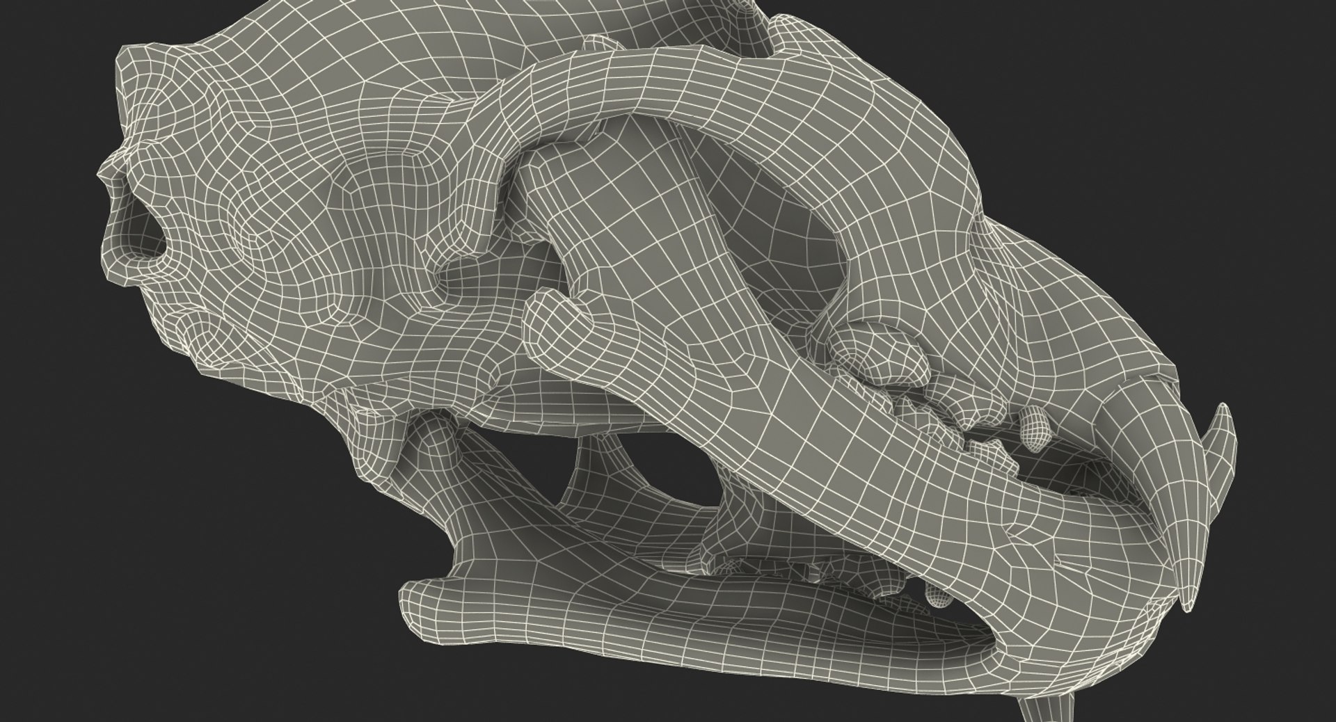 3D Model Tiger Skull - TurboSquid 1285526