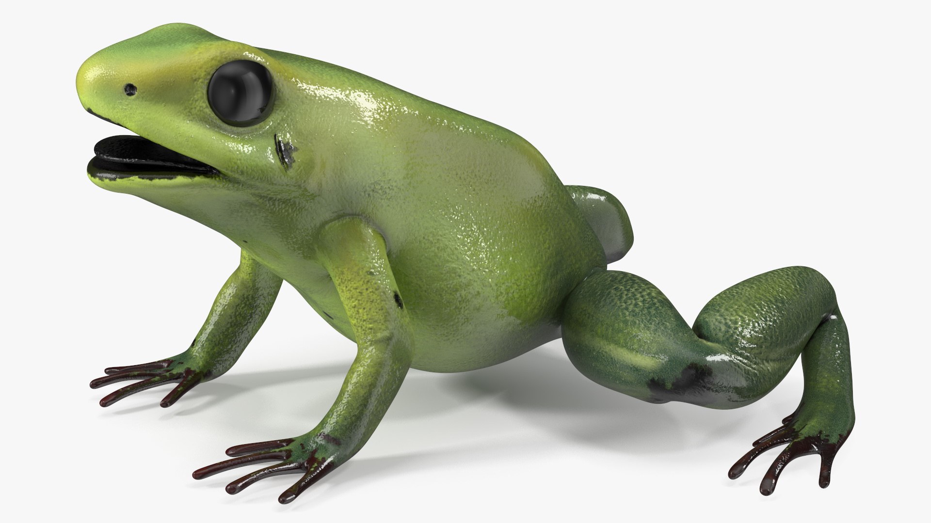 Golden Poison Frog Green Morph 3D - TurboSquid 2185689