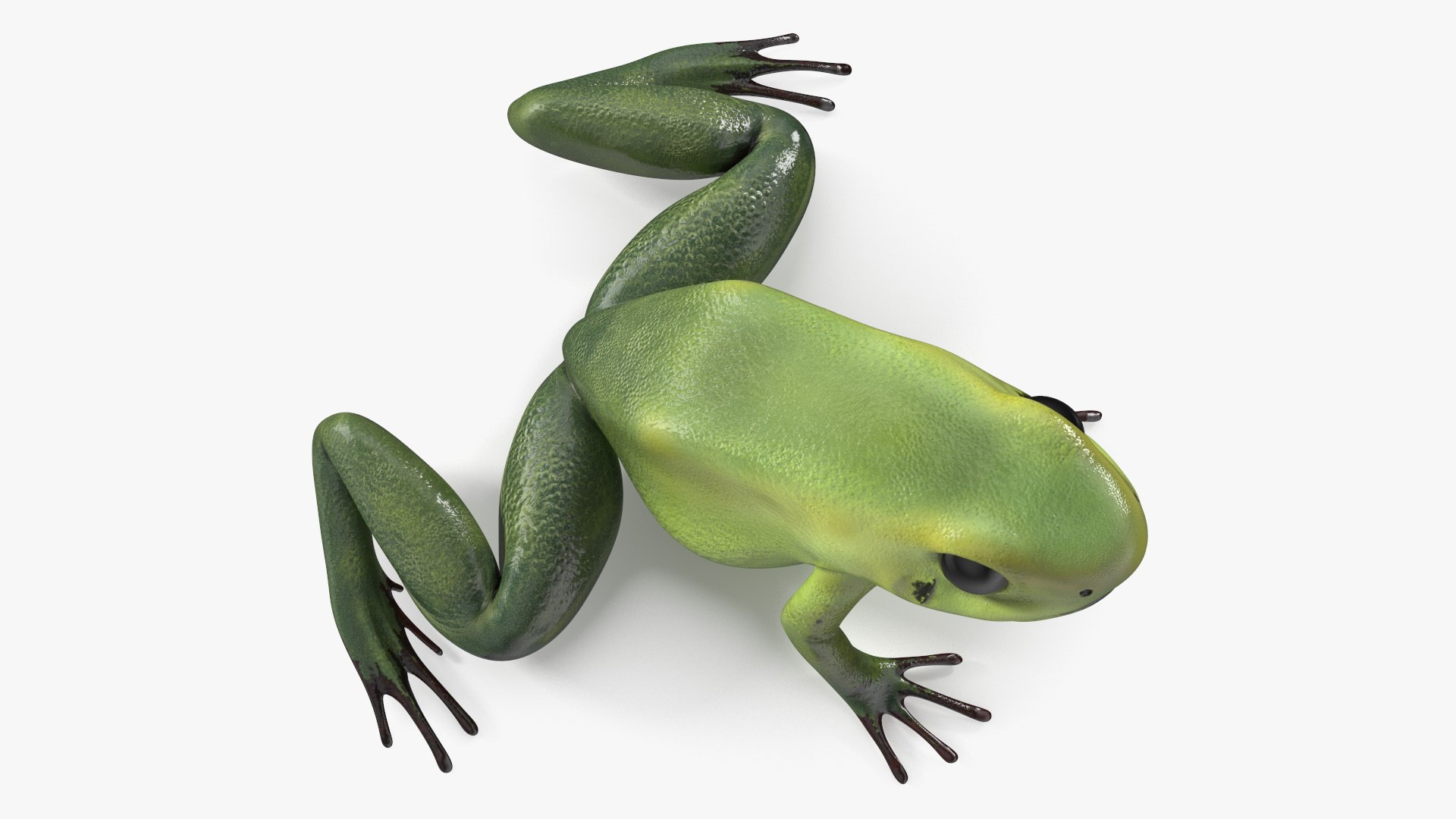 Golden Poison Frog Green Morph 3D - TurboSquid 2185689