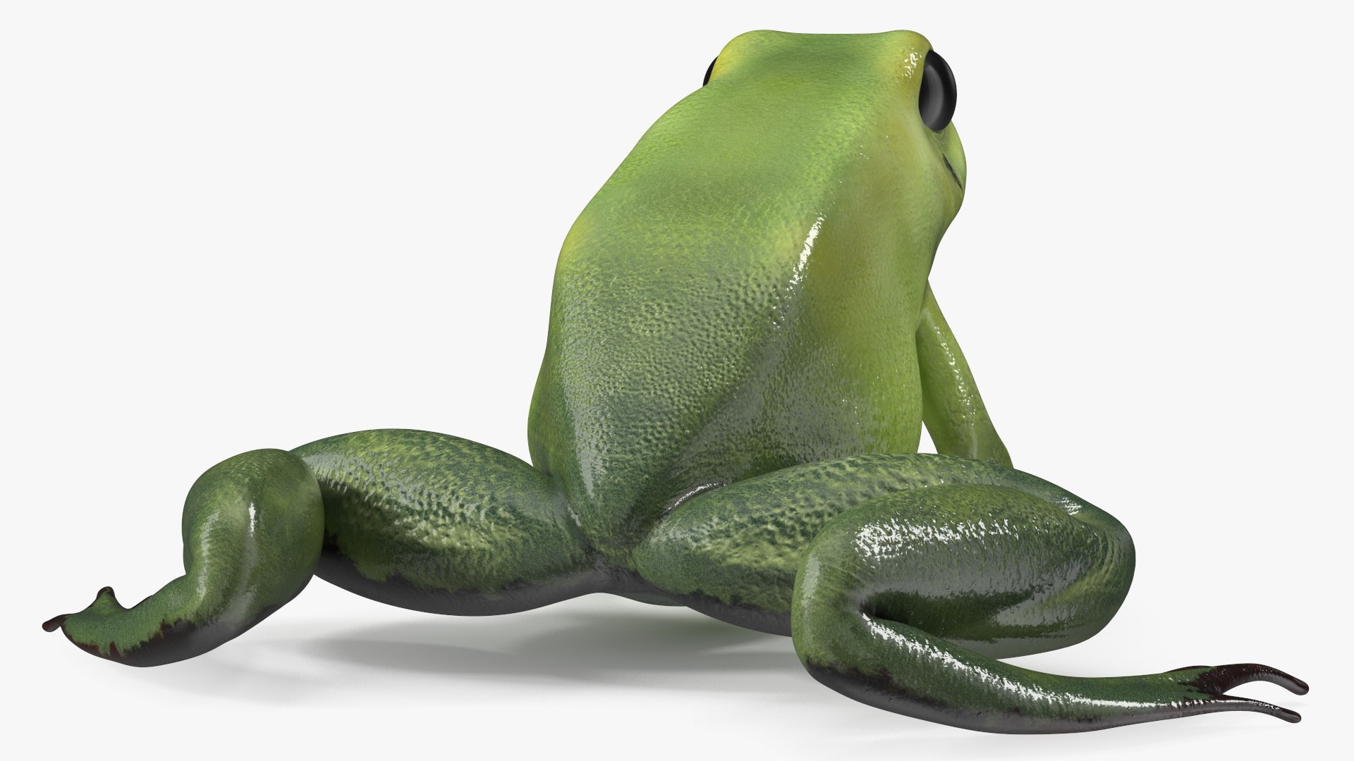 Golden Poison Frog Green Morph 3D - TurboSquid 2185689